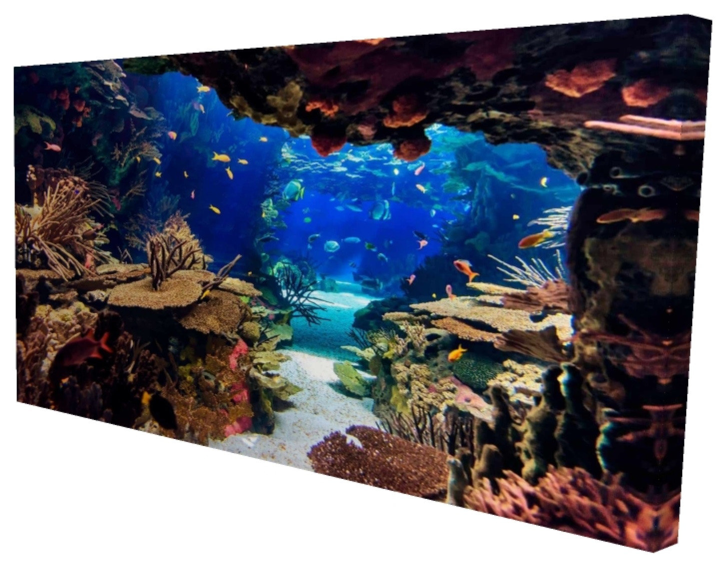 Undersea World, Print On Canvas, 60" - Beach Style - Prints And Posters ...