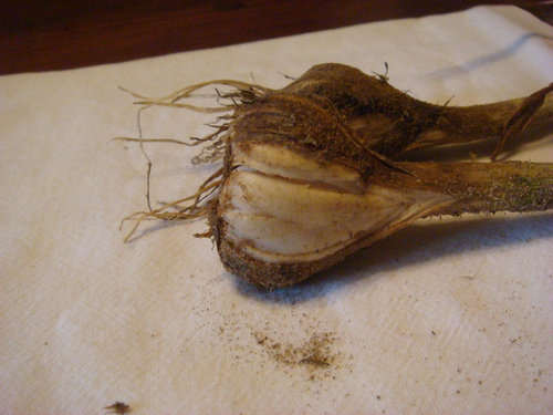 garlic rot! Help!!