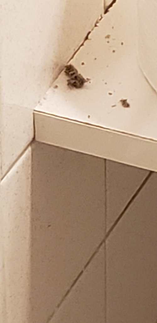 aircell asbestos pipe wrap