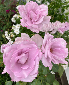 Moonlight Magic Roselle