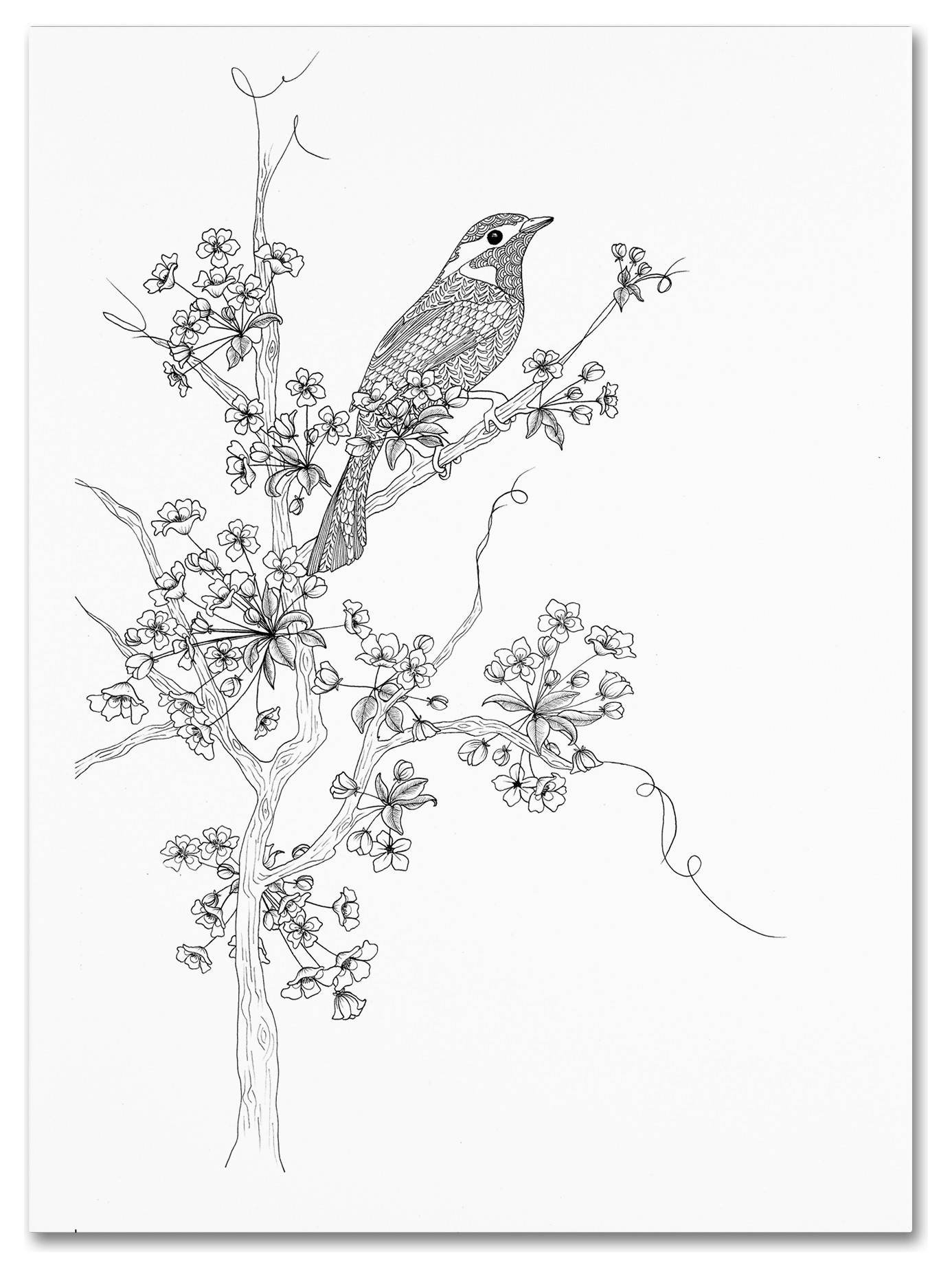 The Tangled Peacock 'Cherry Blossom' Canvas Art, 19"x14" - Contemporary ...