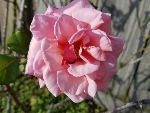 Pruning and caring for neglected rose bush