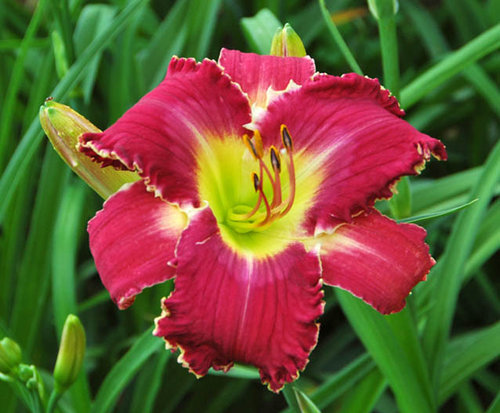 Wandering Through Wednesday's Wonders