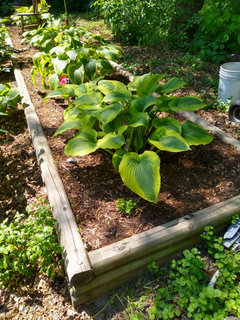 Hostas in a raised bed