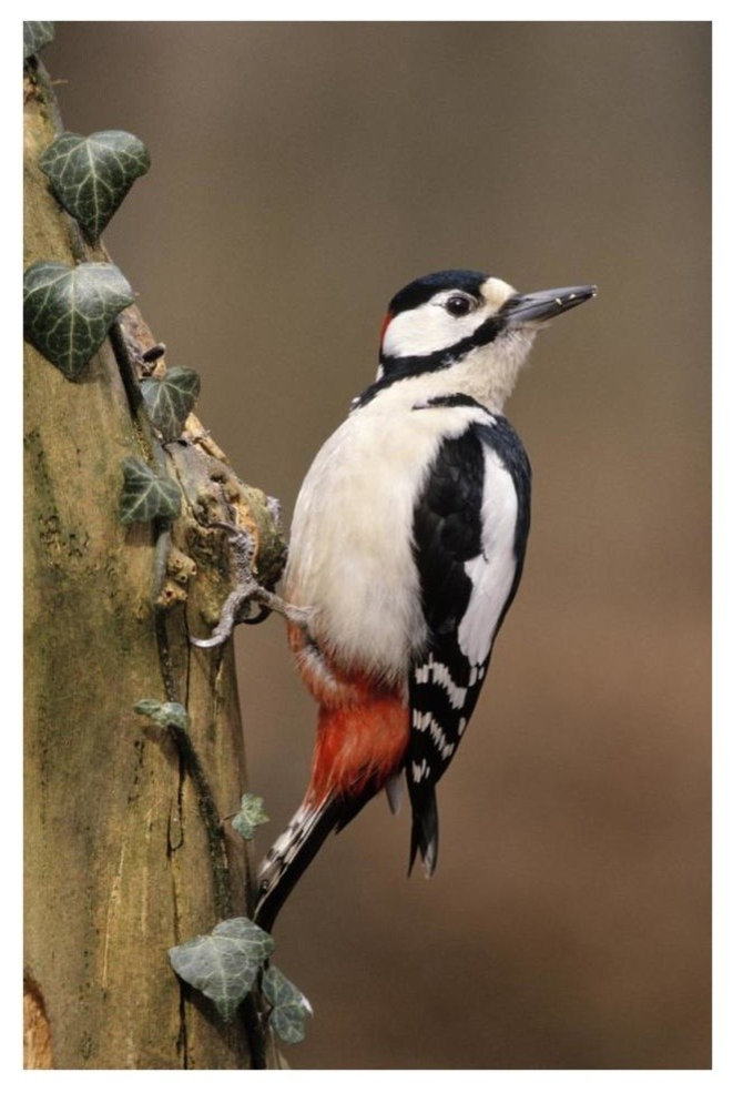 Great Spotted Woodpecker Adult On Tree Trunk, Europe-Paper Art, 24"x36 ...