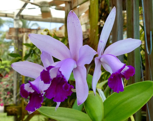 Cattleya intermedia var orlata