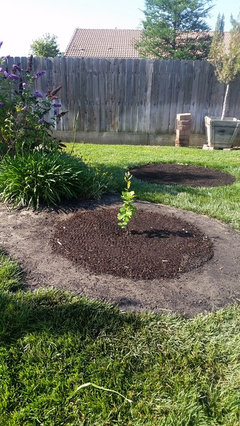 Quercus Urban Pinnacle oak tree