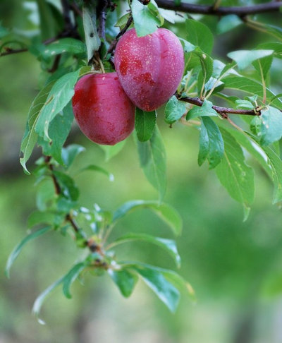 How to Grow 10 Favorite Fruit Trees at Home