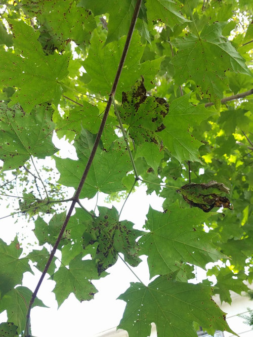 Is my maple tree dying? Please help