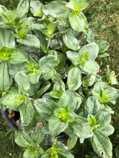 Kaolin clay (Surround WP) on roses to deter Japanese Beetles