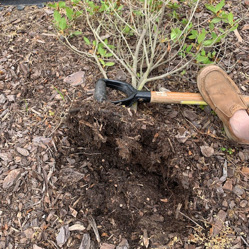 Azalea Roots Failed to Grow