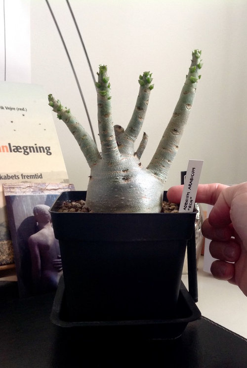 When Pruning Fails...