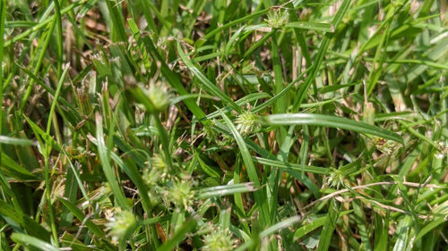 What is this growing in my grass? | Houzz Forum