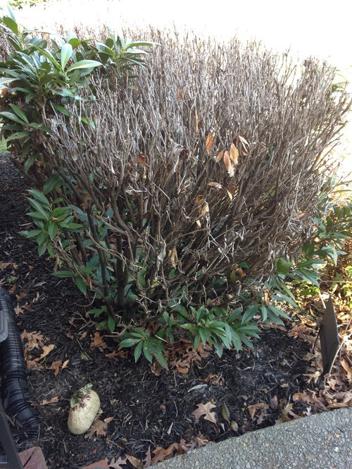 Is my shrub dead?