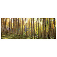 Yosemite Home Decor Sunlit Colorado Trees Wall Art - Contemporary ...