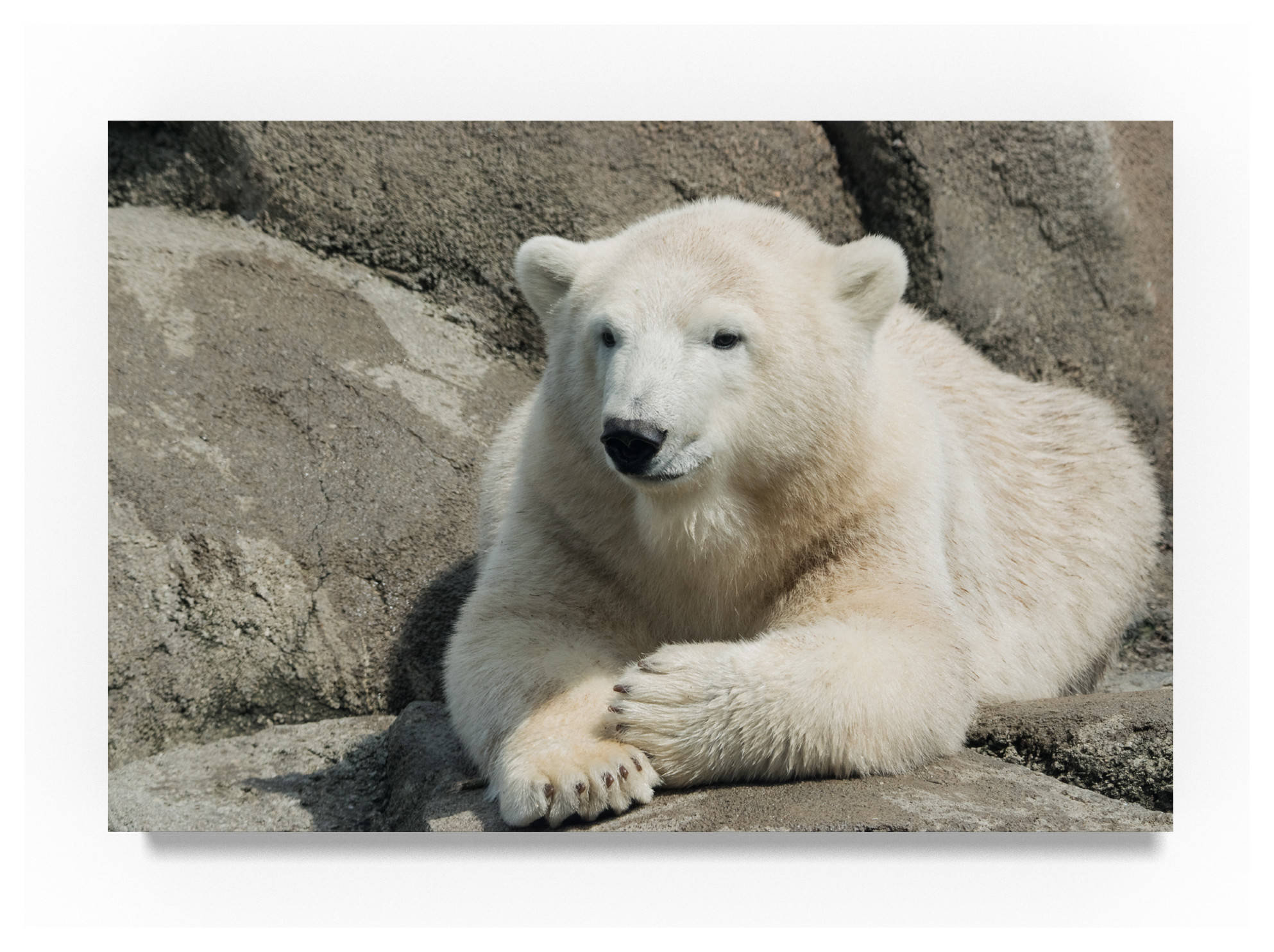 "Polar Bear" by Robert Michaud, Canvas Art, 30"x47" - Contemporary ...