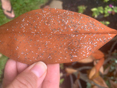 best treatment for magnolia scale NOW