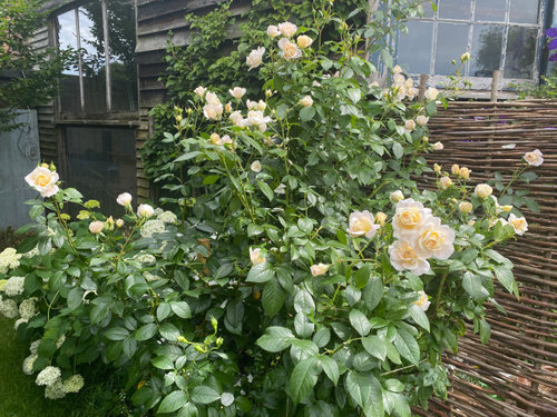 Your Best Kordes Roses