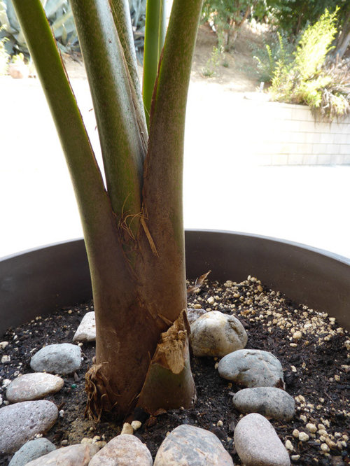 Is This Root Rot on my Majesty Palm?