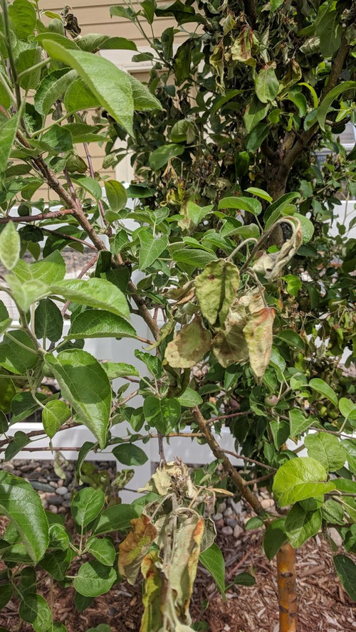 Apple Tree Leaves Shriveling Up