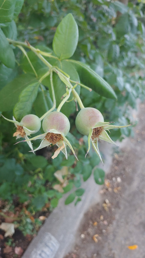 Rose hip seed sprouting