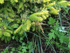 picea orientalis firefly woes