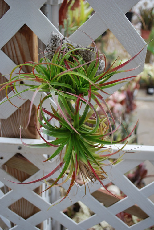 Leaf tinting naturally