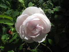 Please Tell Us About Your Best Ten Roses