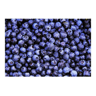 "Bilberry close up of harvested berries, North America" Print, 20"x14 ...