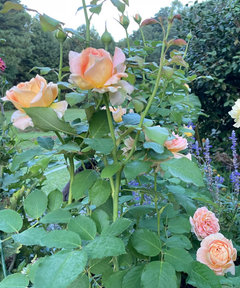Recos for a Peach Floribunda Rose