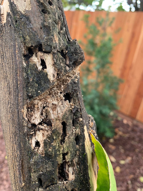 Orange tree pruning (infested branch?)