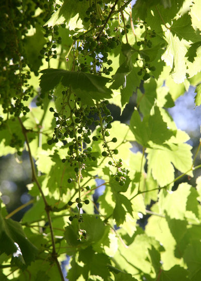 Dyrk vindruer i drivhus med din egen vindrueplante. Lær om beskæring af ...