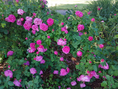 Thoughts on Paul Ricault?