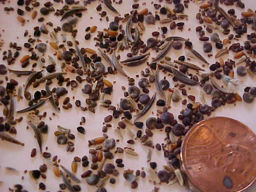 Seed Identification