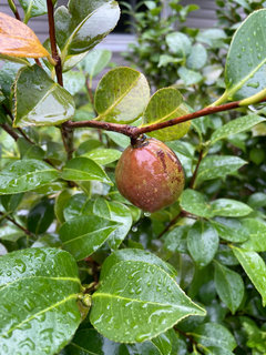 Seed pod on camellia