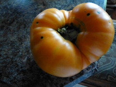 Black Spots on tomatoes
