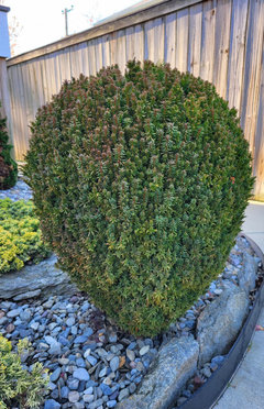 Favourite true mini conifer