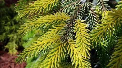 Weeping yellow spruce identification help