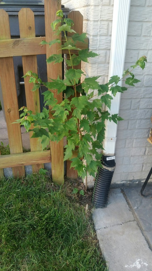 Question on new maple growing in the back yard. Multiple trunks?