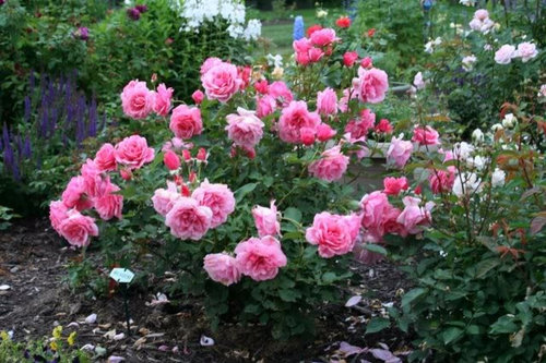 Malaguena - Buck Rose