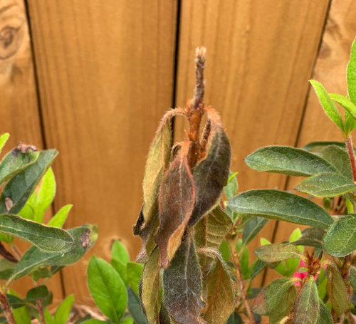 Azalea leaf problem.