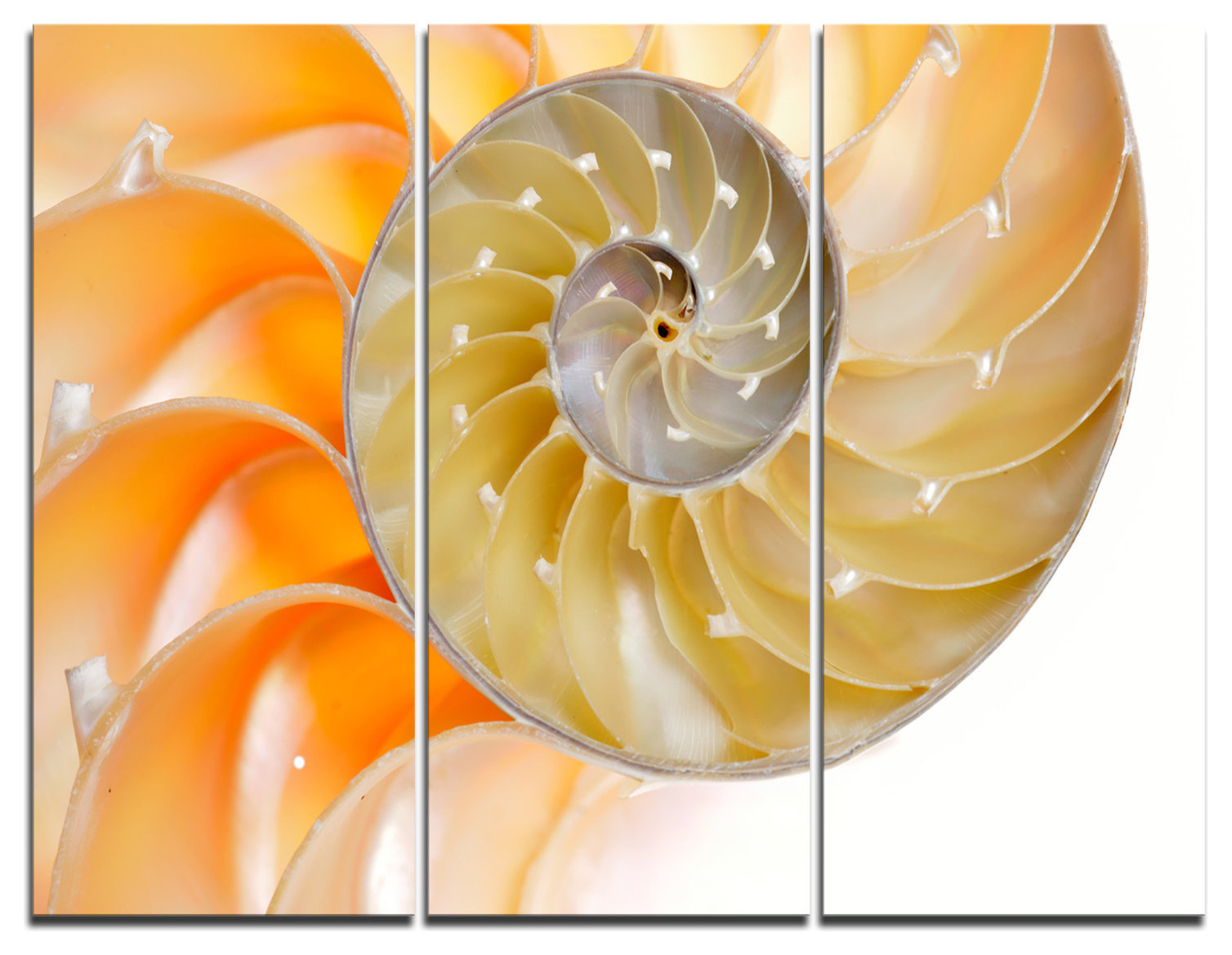 "Isolated Nautilus Shell" Art Canvas Art Print, 3 Panels, 36"x28", 36 ...