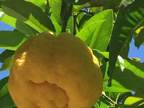 Huge lumpy lemons