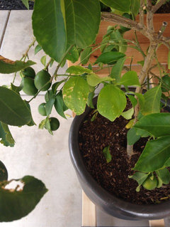 Treating an Overwatered Citrus (I think?) - HELP!