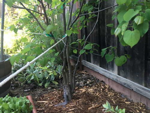 Multi-trunk redbud tree concern!