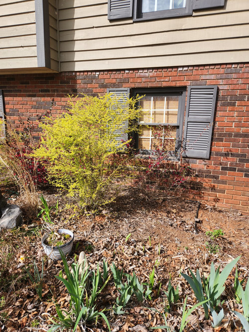 Thoughts on moving an Ever Red Fringe Flower | Houzz Forum