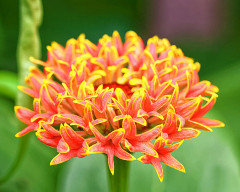 Has anyone grown "Phyllis" marigold?