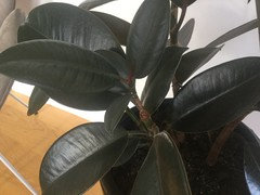 ficus elastica stunted new leaves | Houzz Forum