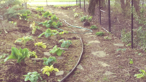 What to do with narrow strip in garden where nothing will grow?