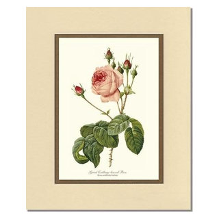 Vintage Botanical Rose Art Print: Great Cabbage Leaved Rose, 5x7 Print ...